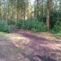 Stuart Larner | writing